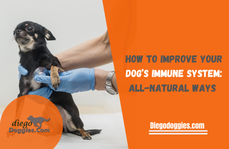 How to improve your Dogs Immune System: All-Natural Ways