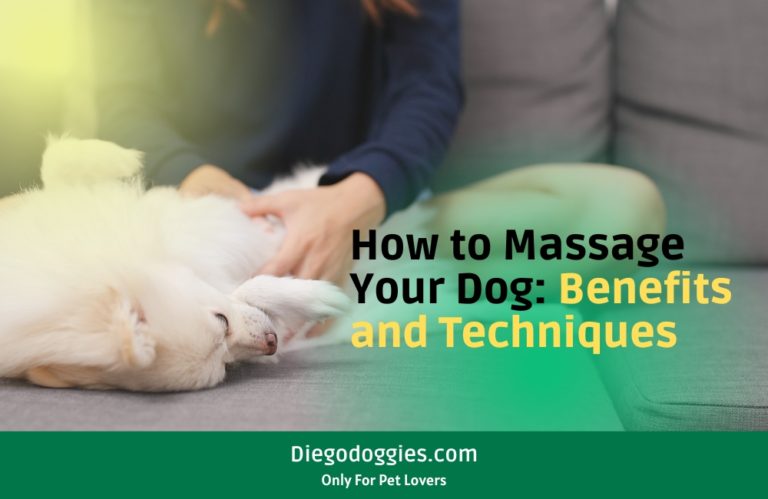 How to Massage Your Dog- Benefits and Techniques