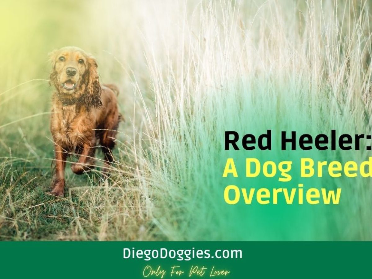 Red Heeler Dog